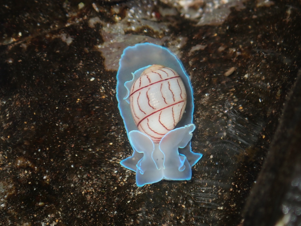 Red Lined Bubble Snail From Warringah New South Wales Australia On