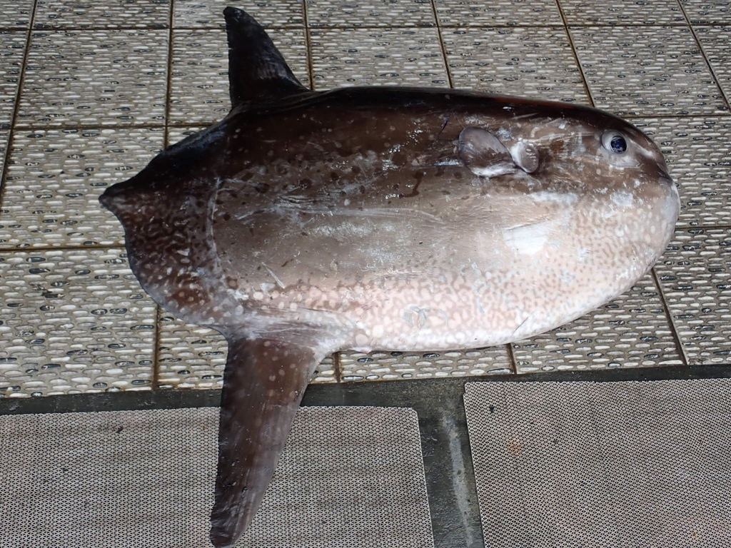 Sharptail Mola (A Guide To North Carolina's Marine Life.) · iNaturalist