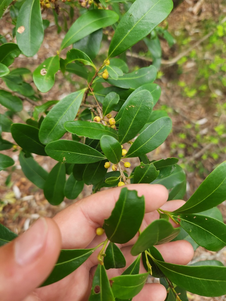 Brush Muttonwood from Cooloola (excl. Gympie), Queensland, Australia on ...