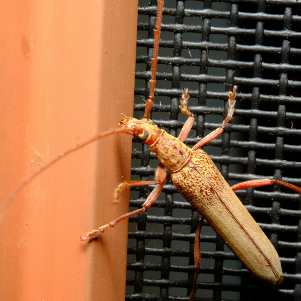 Scolecobrotus westwoodii from Anglesea VIC 3230, Australia on November ...
