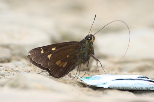 Spotted Redeye (Pudicitia pholus) · iNaturalist