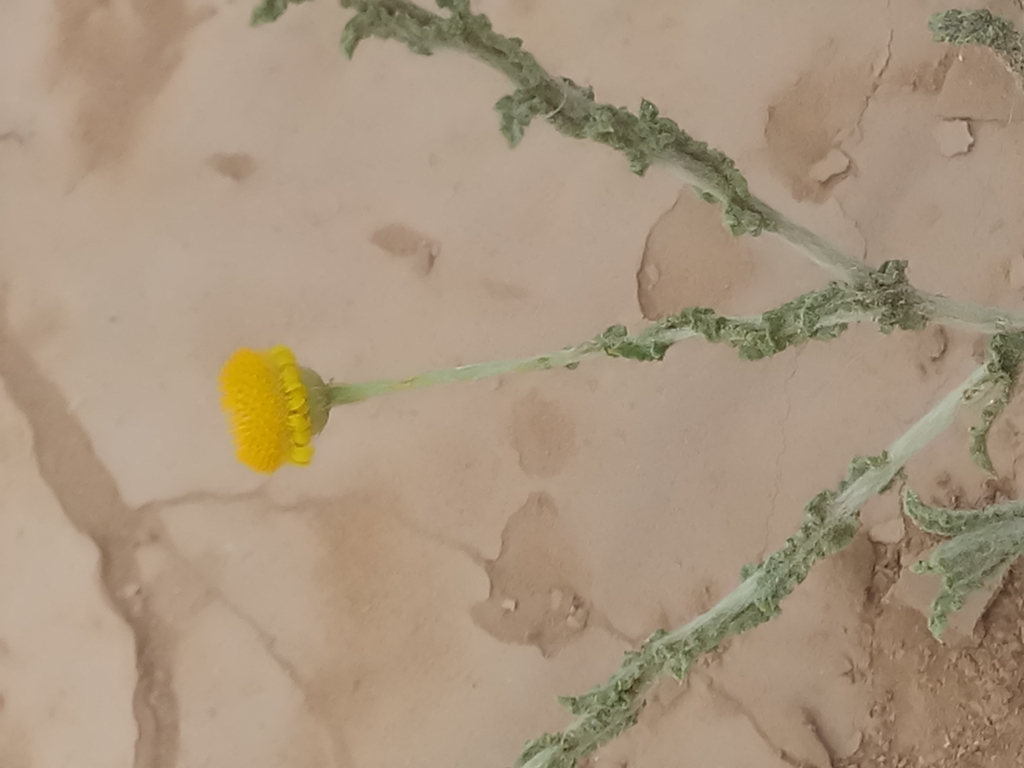 (Pulicaria undulata) - Botanical Realm