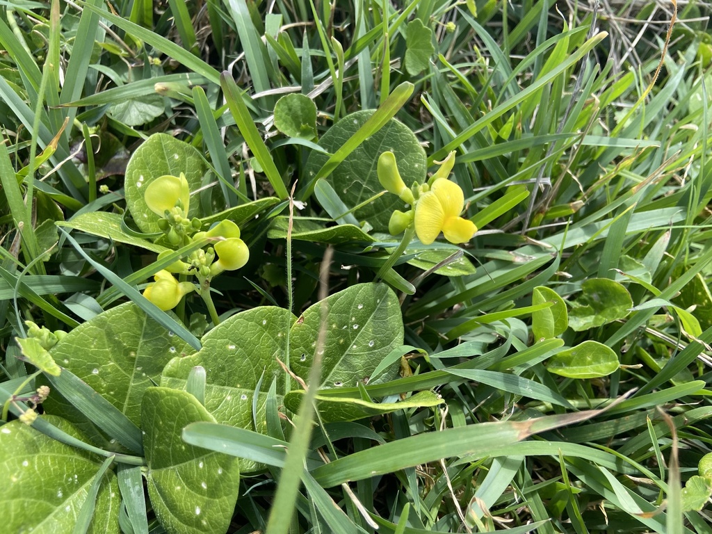 beach pea from Lennox Head, NSW, AU on November 9, 2022 at 11:09 AM by ...