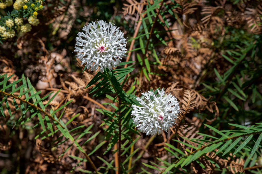 (Pimelea spectabilis) - Botanical Realm