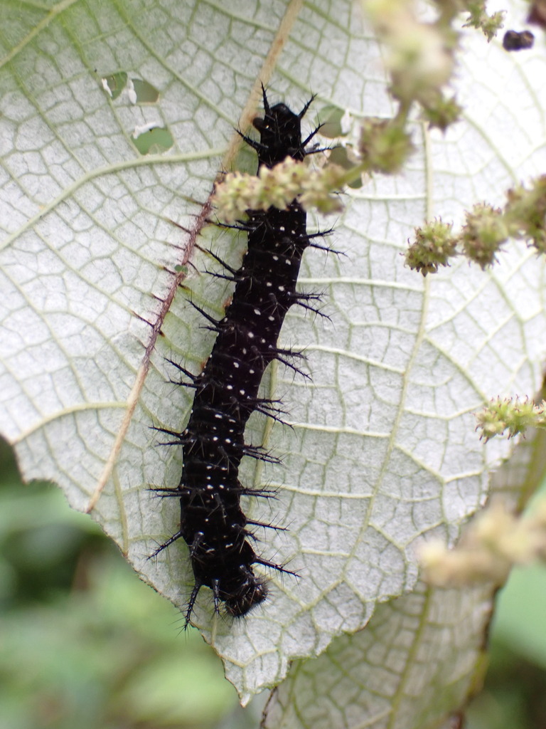 Common Jester from 台灣台中市北屯區 on October 25, 2022 at 02:55 PM by 林棋欽 ...