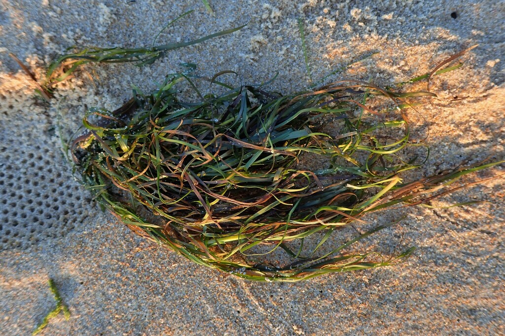 Eelgrasses from Somo, España on May 26, 2022 at 09:20 PM by Nuno ...