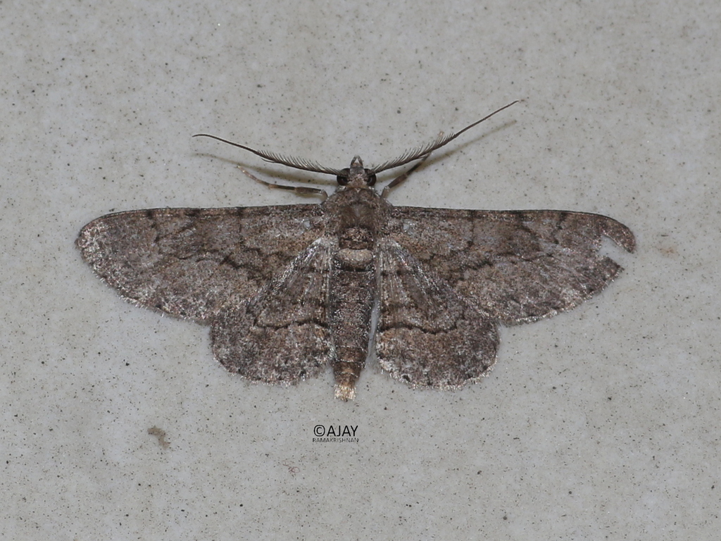 Cleora cornaria from Mulund East, Mumbai, Maharashtra, India on October ...