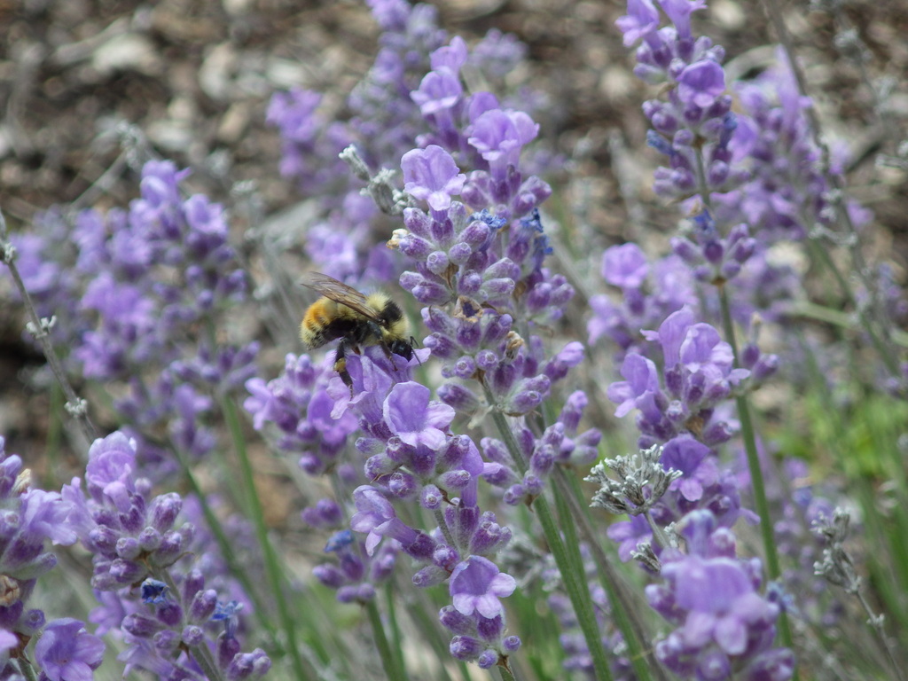 Red-belted Bumble Bee from Spokane, Washington, United States on June ...