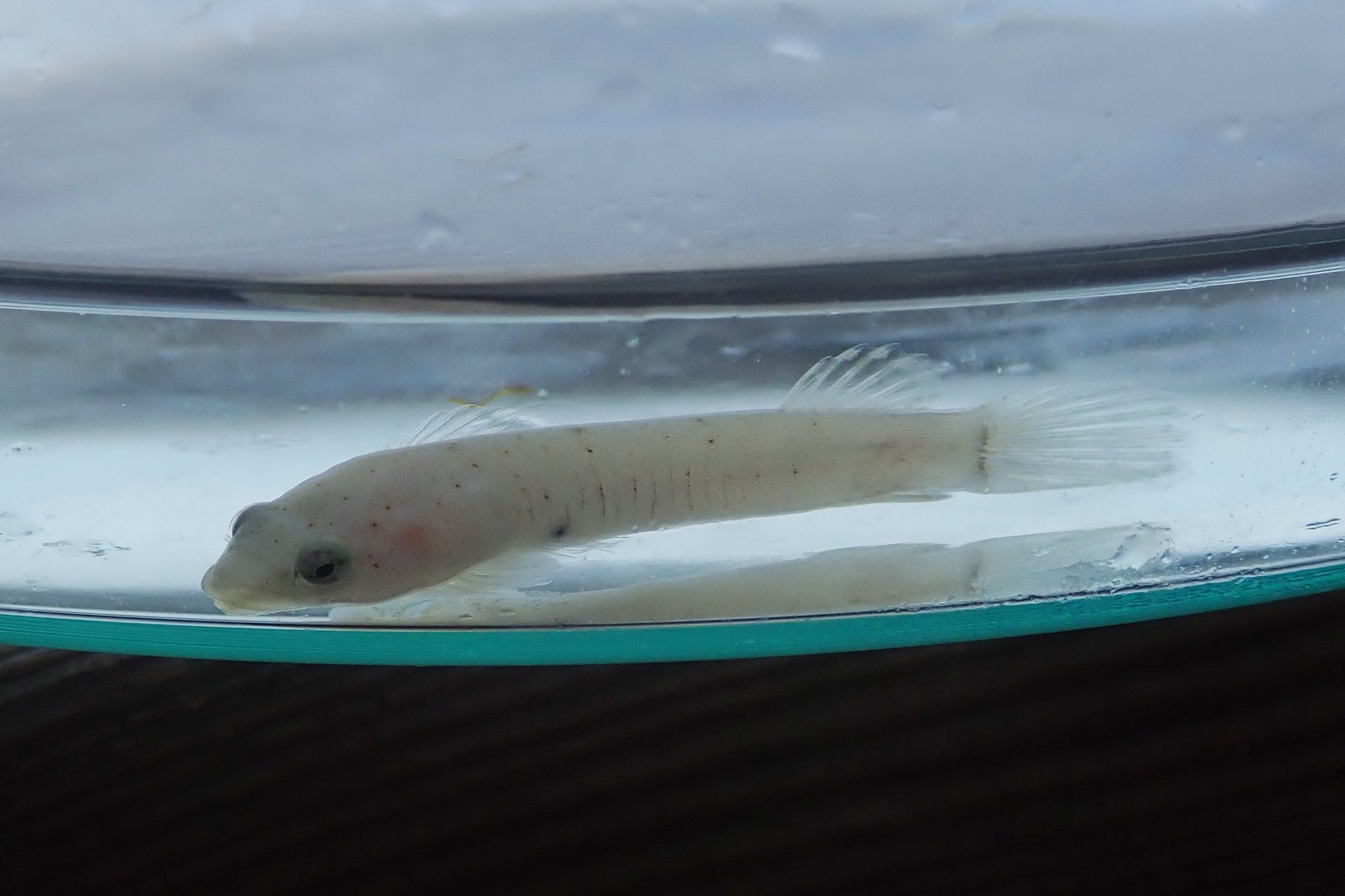 Diplecogaster Fraser-Brunner, 1938