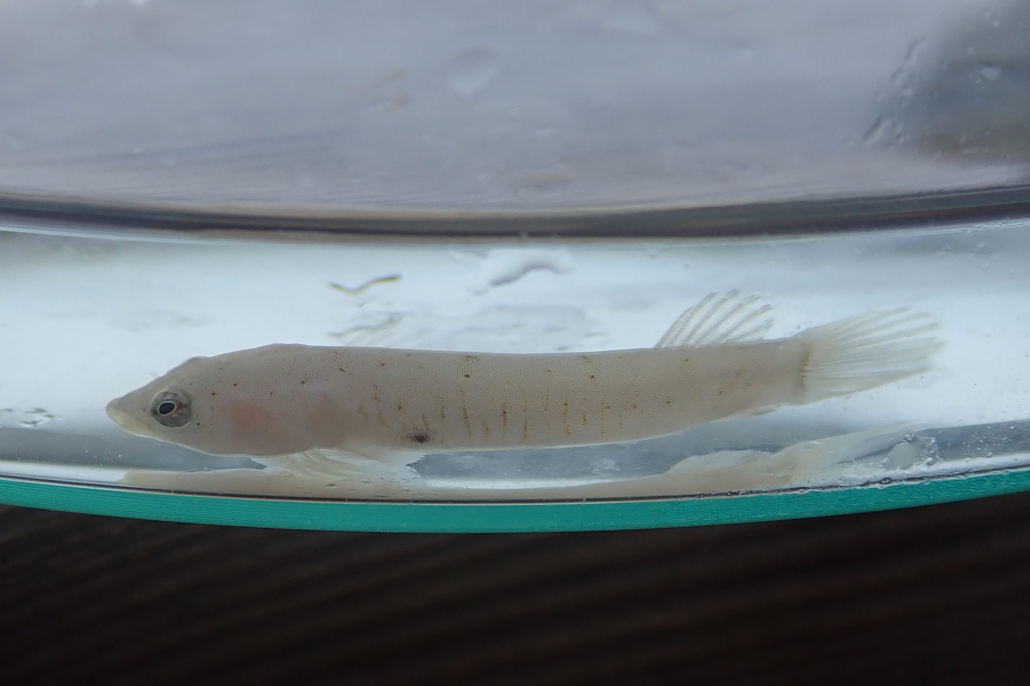 Diplecogaster Fraser-Brunner, 1938