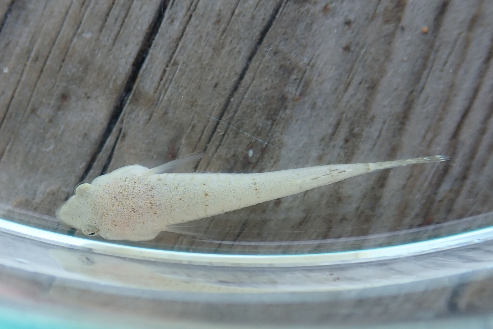 Diplecogaster Fraser-Brunner, 1938