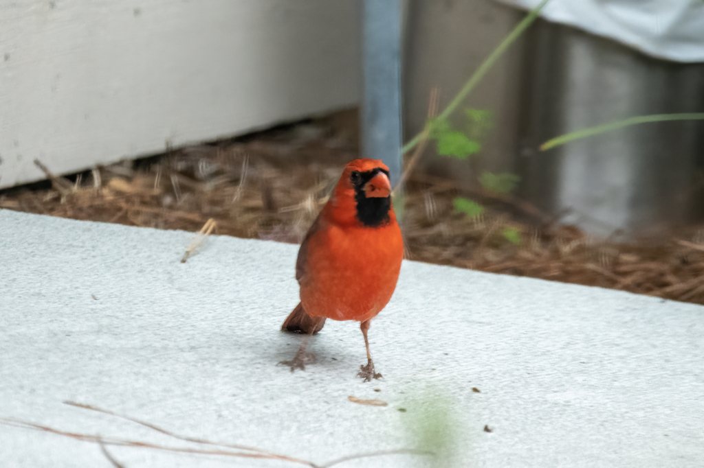 Northern Cardinal from Hilton Head Island, SC, USA on November 09, 2022 ...