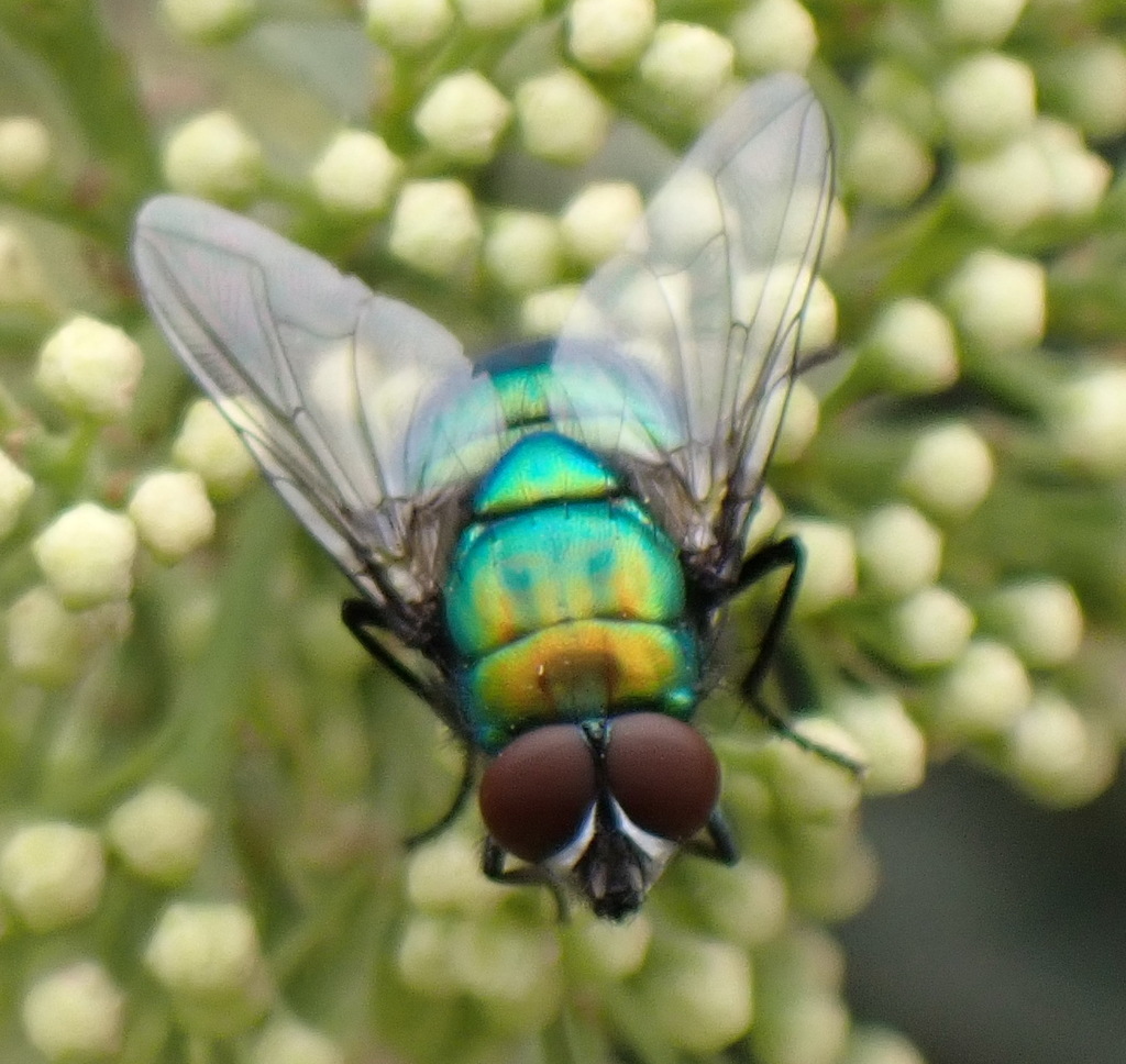 Chrysomya from Kammanassie Road, South Cape DC, South Africa on October ...