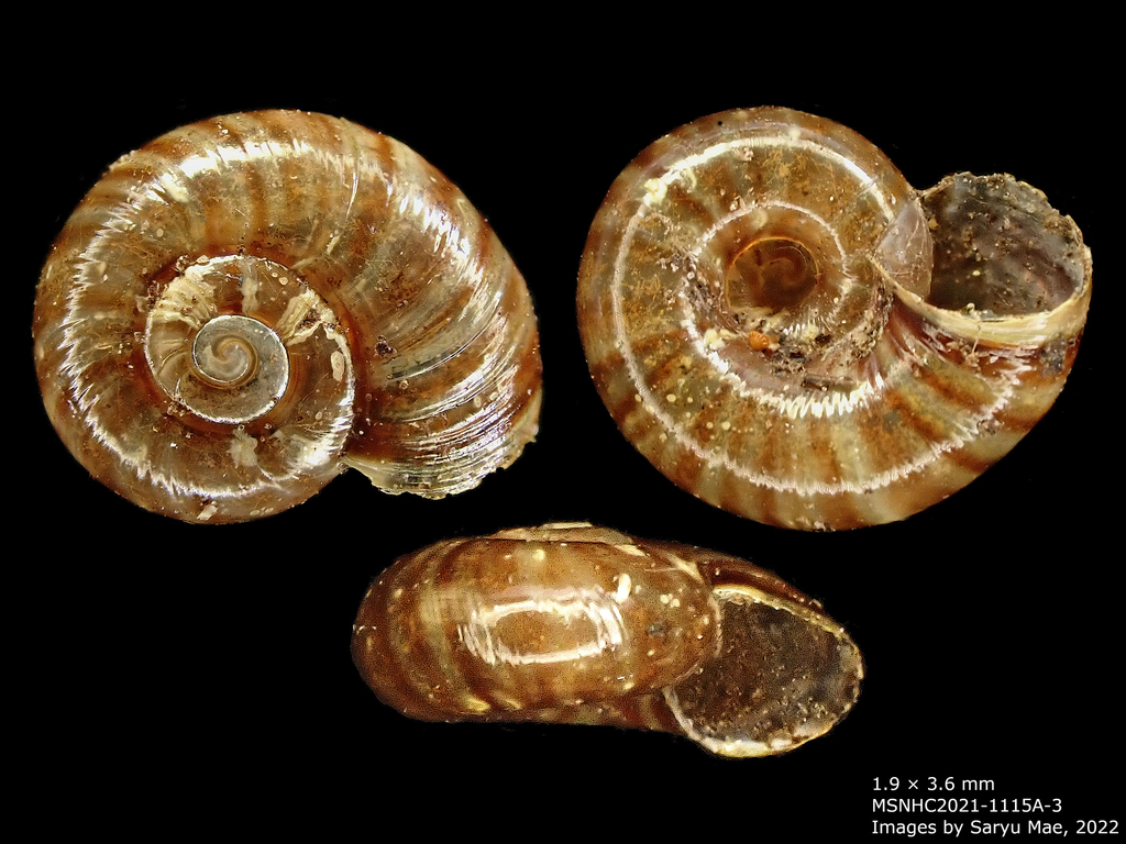 Delos coresia in November 2021 by Saryu Mae. In damp plant litter ...