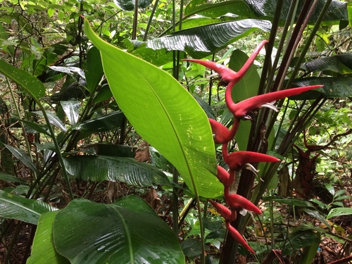 Heliconia pendula · iNaturalist