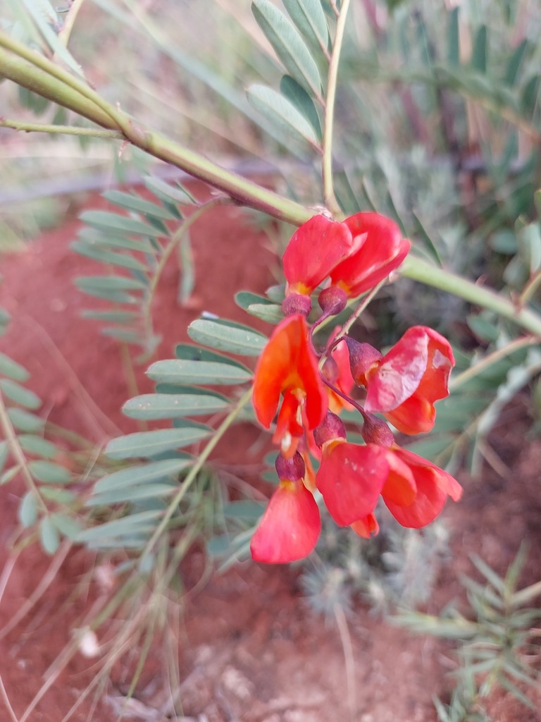 Faboideae from Carletonville, 2499, South Africa on October 27, 2022 at 02:11 PM by kimannep1 ...