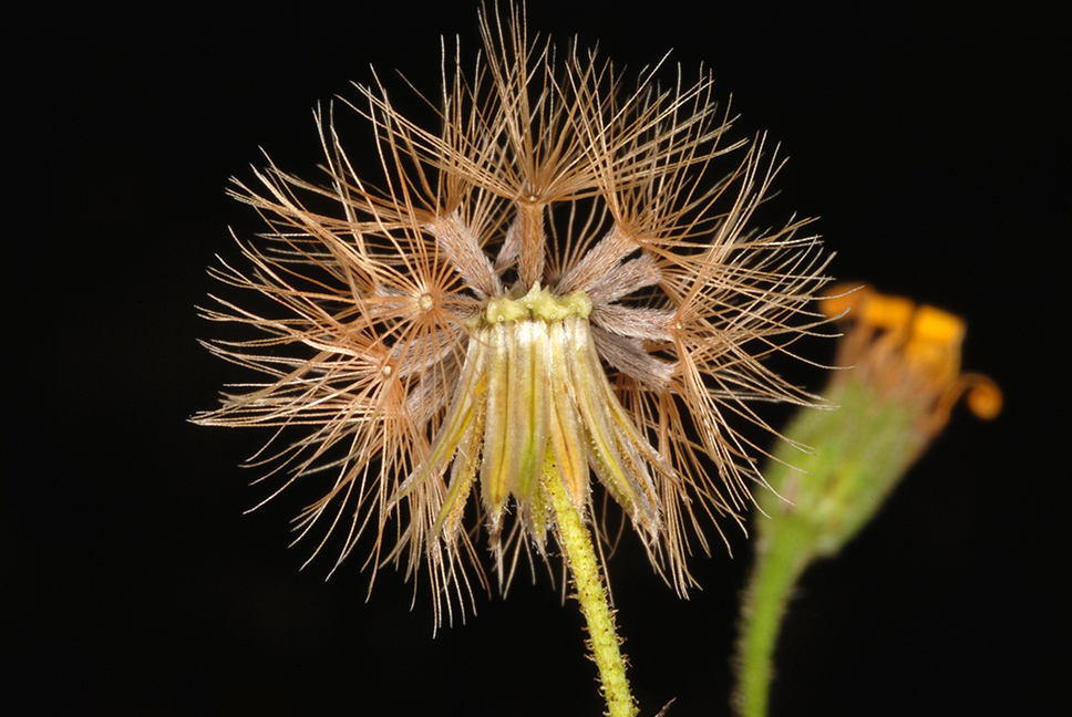 Slender Scratch Daisy (Croptilon divaricatum) - Botanical Realm