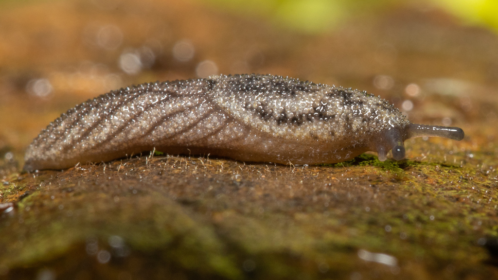 Papillose Taildropper (Gastropods of the United States Pt.5) · iNaturalist