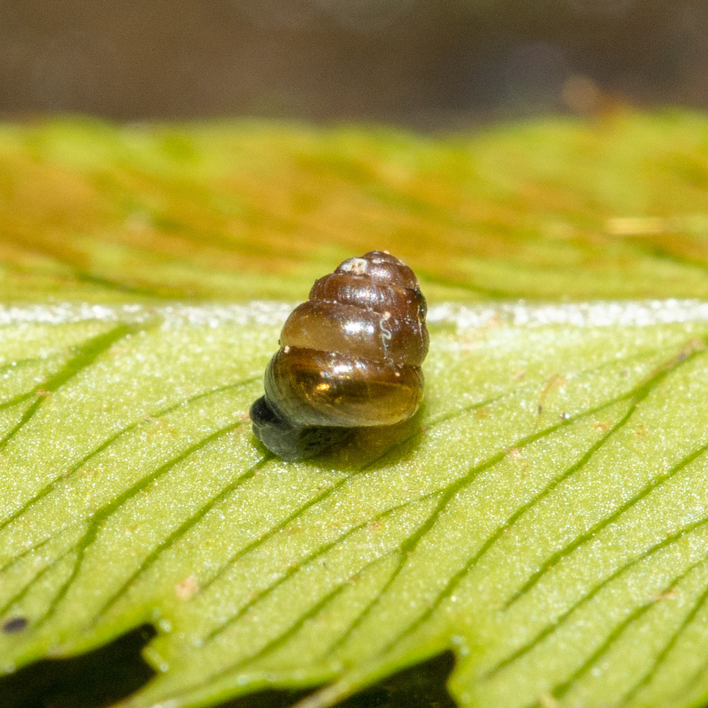 Toothless Chrysalis-snail from Shotgun Creek, Lane Cty, OR, USA on ...