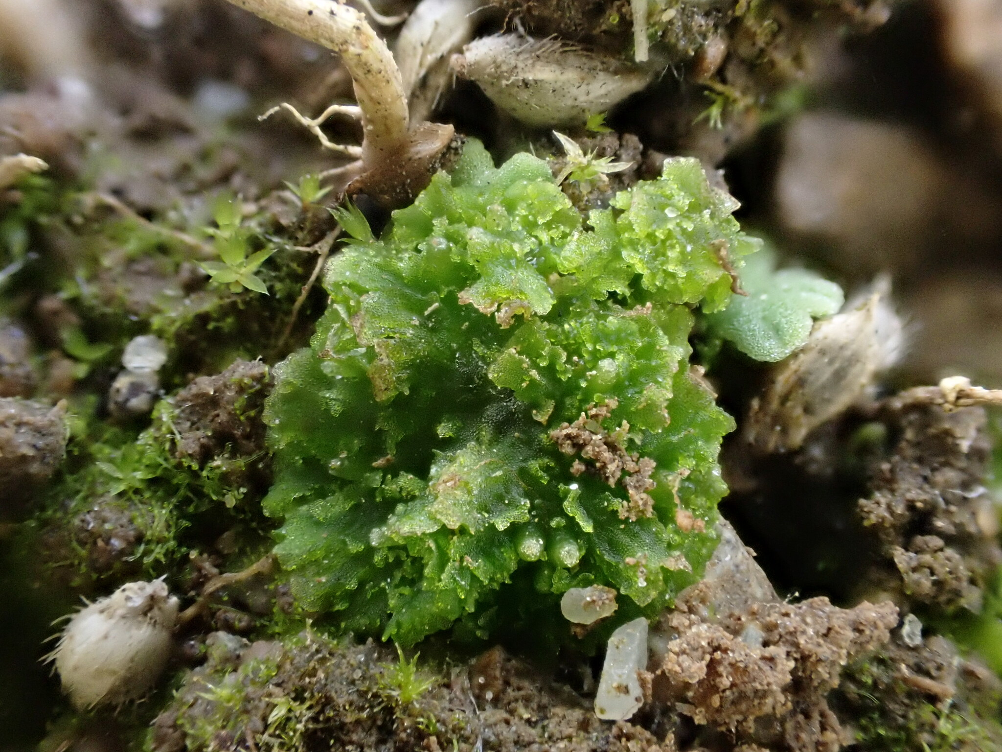 Anthoceros agrestis Paton