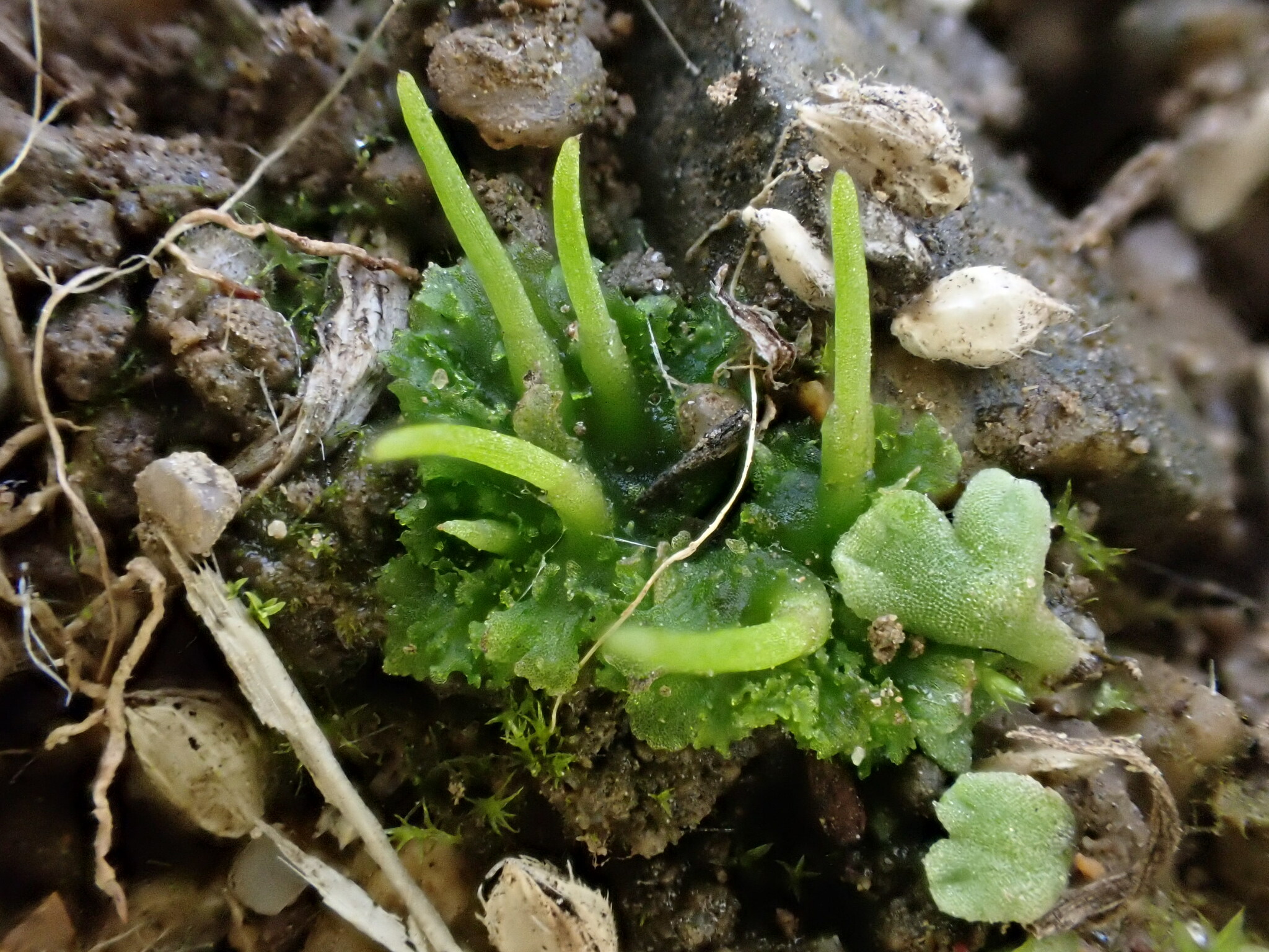 Anthoceros agrestis Paton