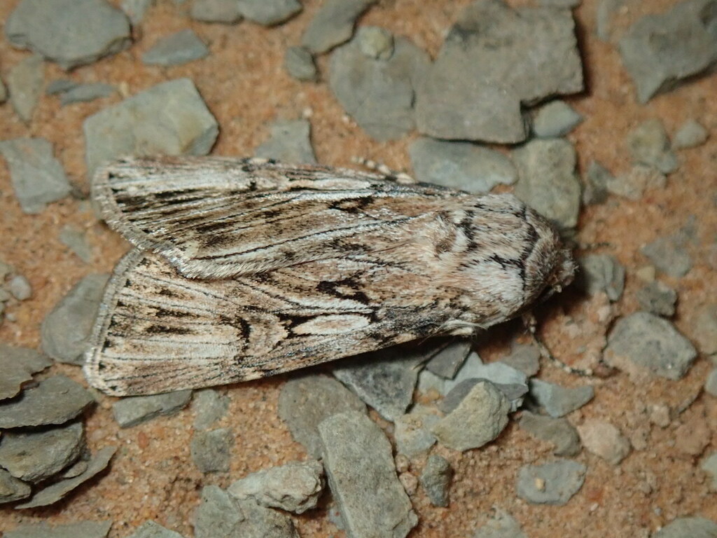 Agrotis Herzogi Madeira Butterflies INaturalist agrotis-herzogi-madeira-butterflies-inaturalist