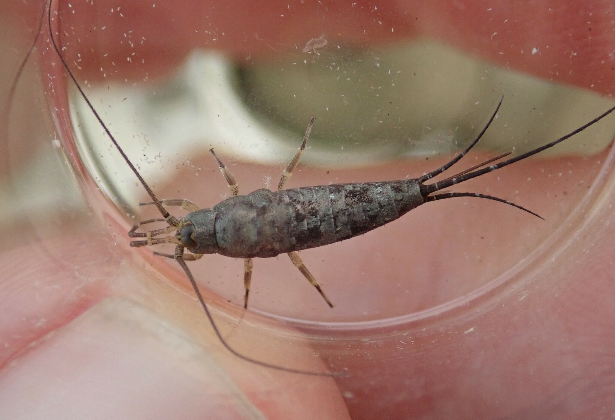 Petrobius brevistylis Carpenter, 1913