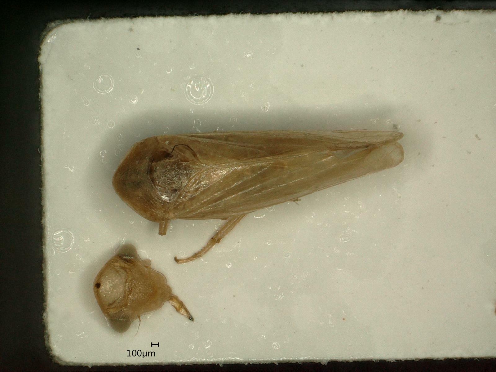 Macropsis albae Wagner, 1950