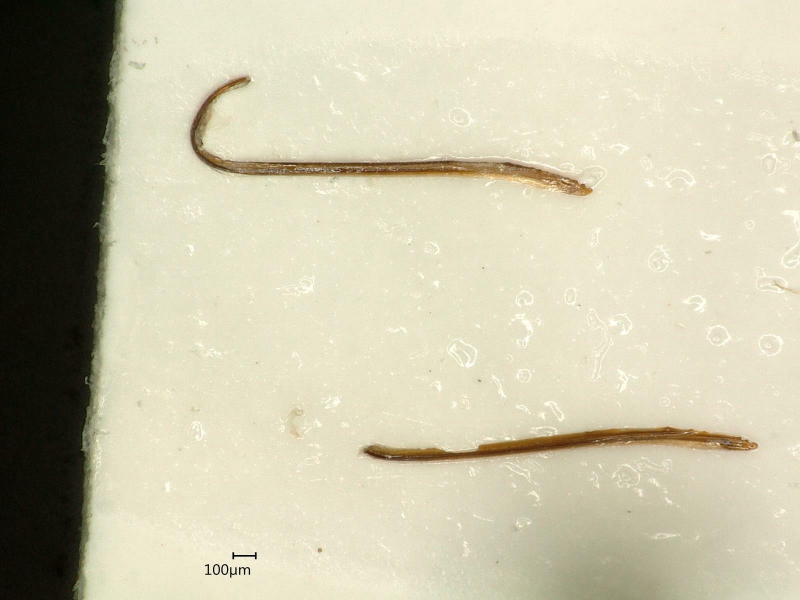 Macropsis albae Wagner, 1950