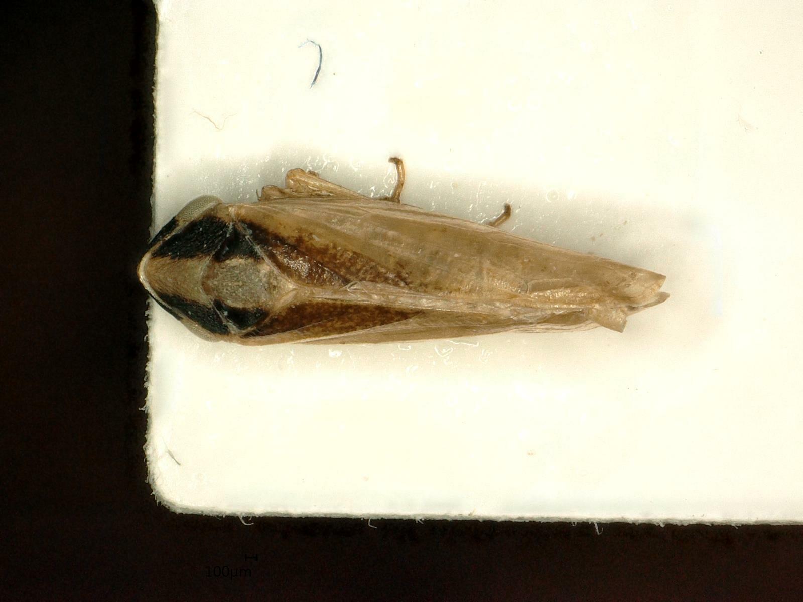 Macropsis albae Wagner, 1950