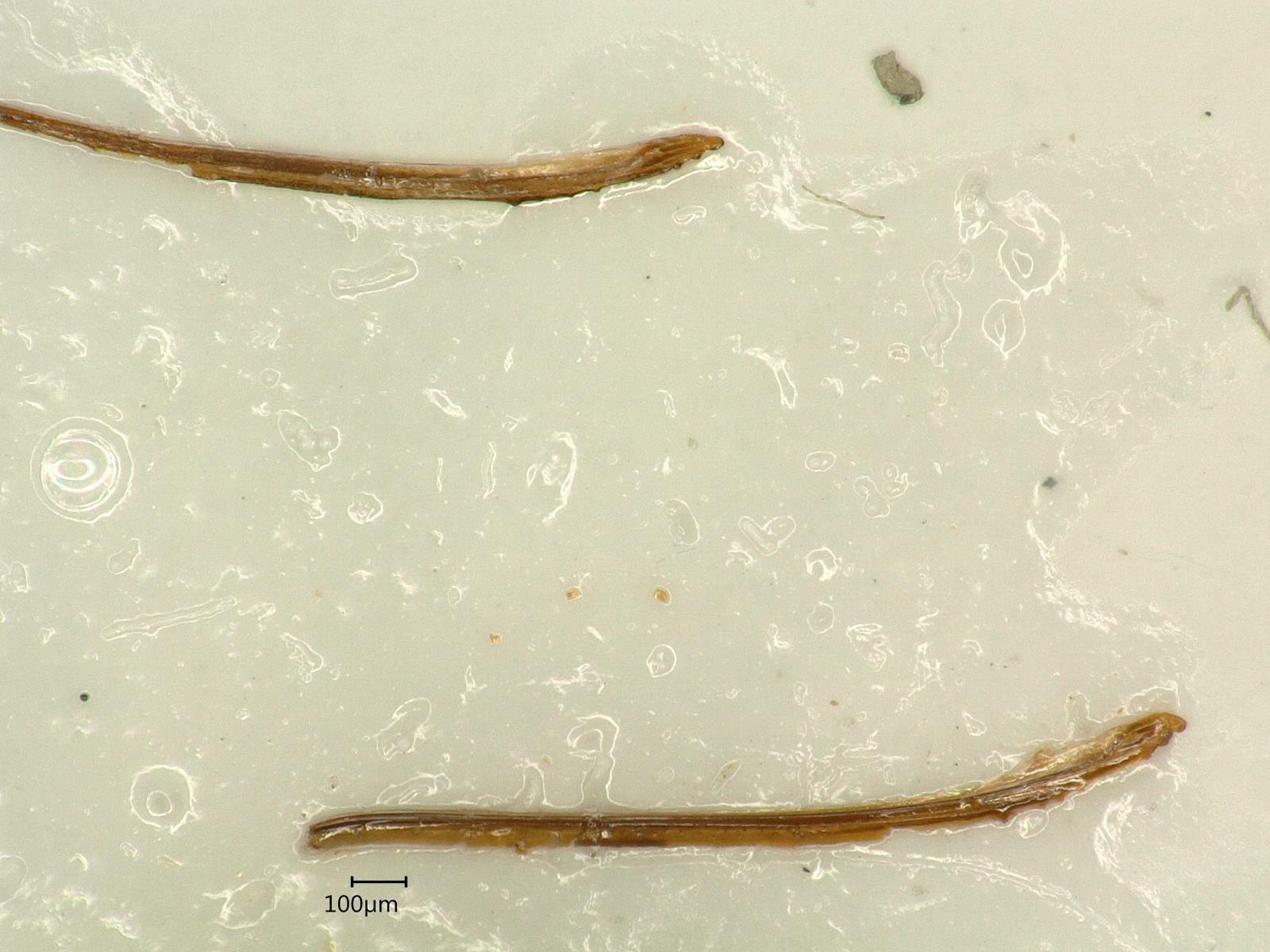 Macropsis albae Wagner, 1950