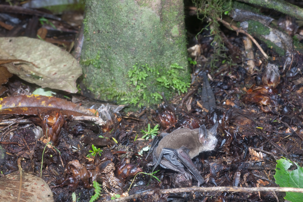 New Zealand Lesser Short-tailed Bat (Mystacina tuberculata) - Know Your ...