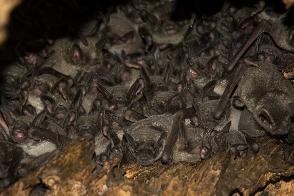 New Zealand Lesser Short-tailed Bat (Mystacina tuberculata) - Know Your ...
