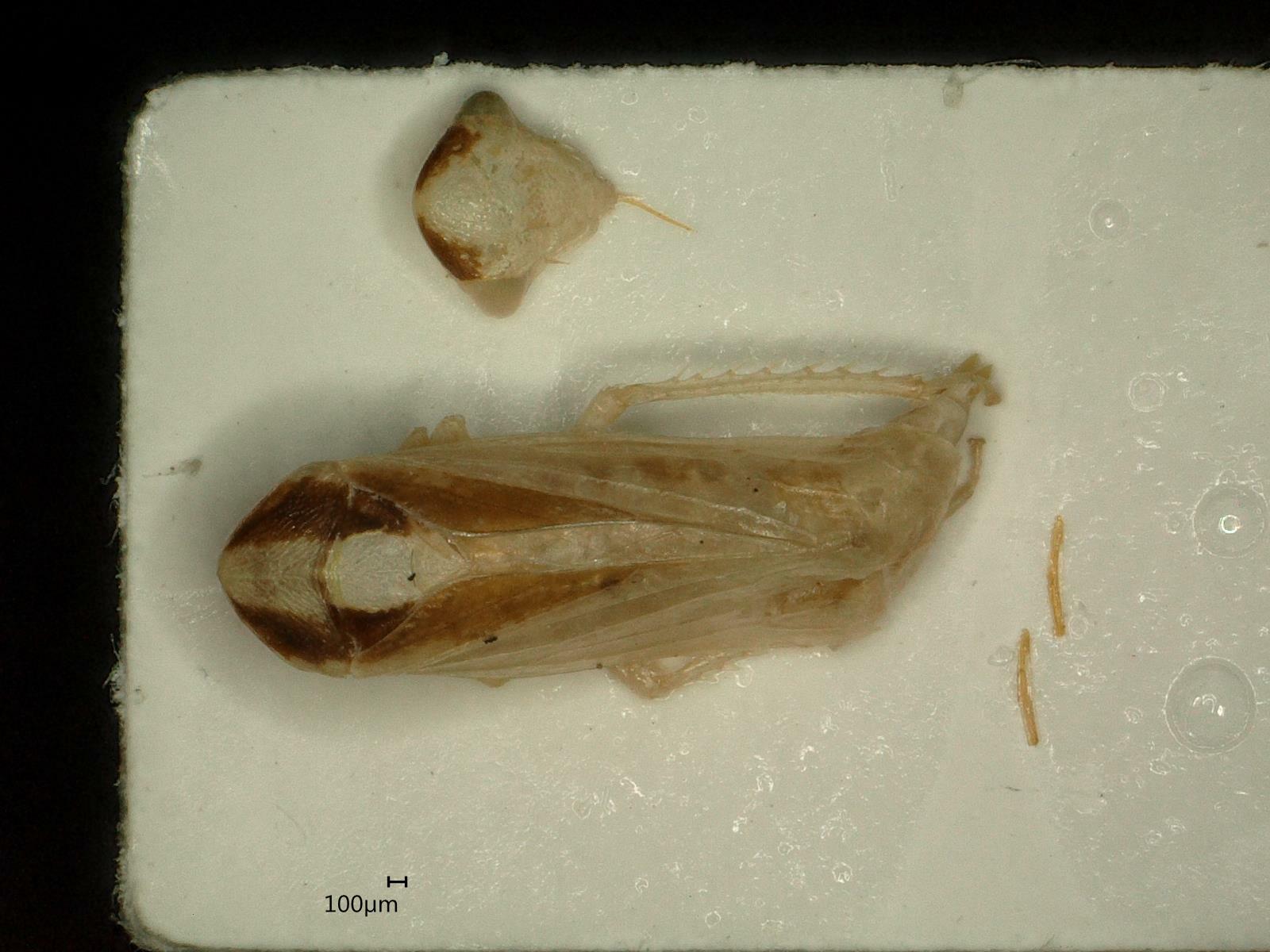 Macropsis albae Wagner, 1950