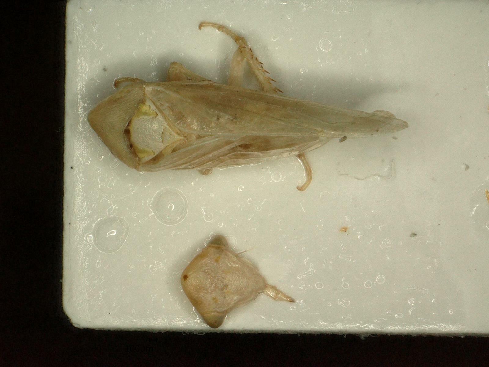 Macropsis albae Wagner, 1950