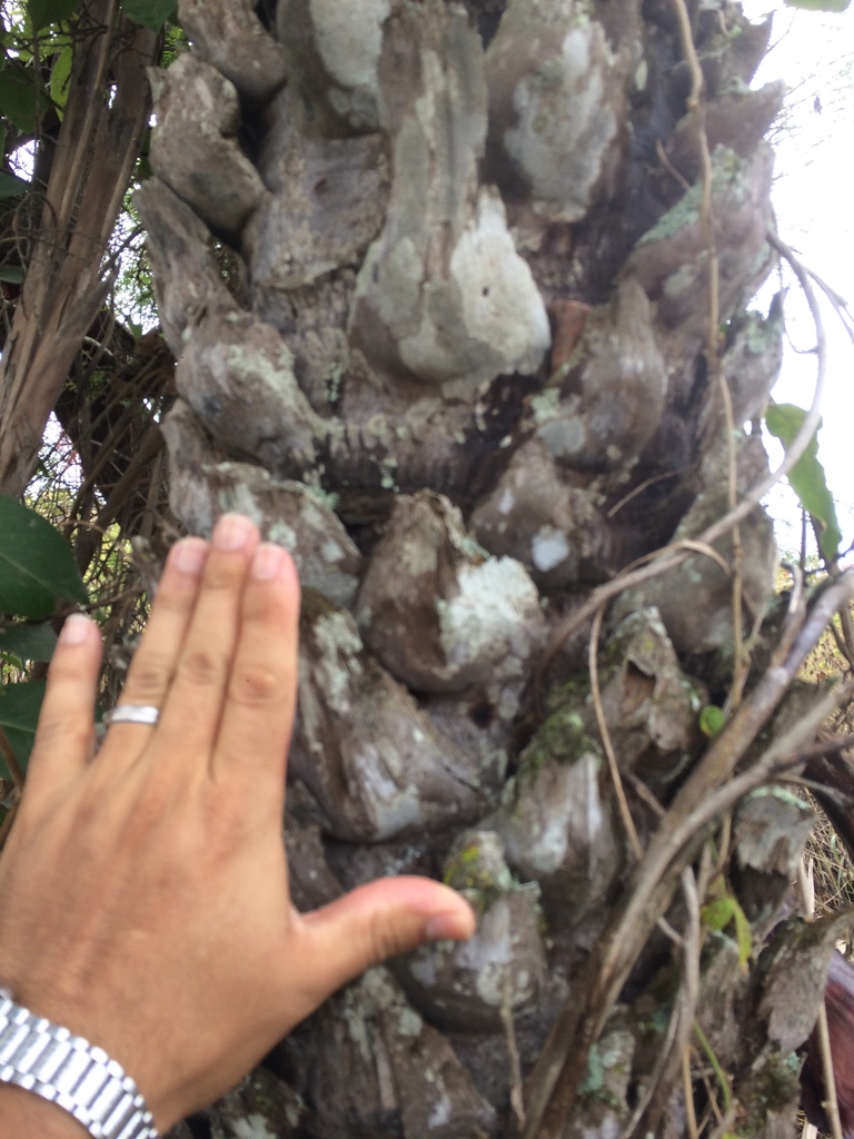 carnaúba palm (Copernicia prunifera) - Botanical Realm