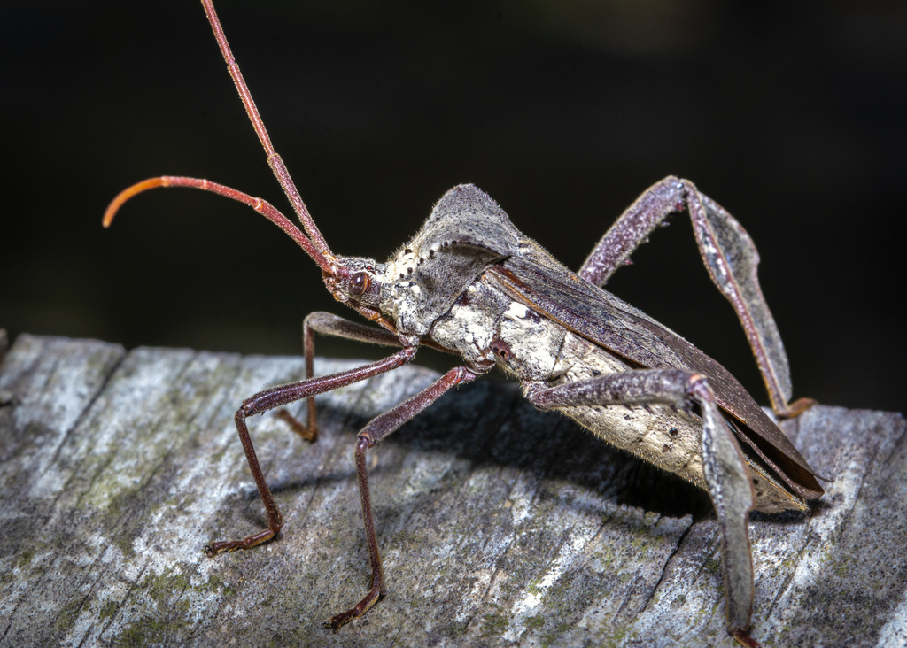 Giant leaf-footed bug from Shadow Creek Ranch, Pearland, TX, USA on November 09, 2022 at 11:45 ...