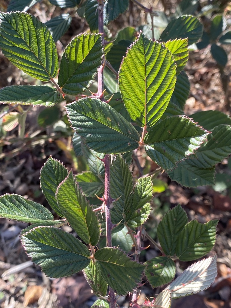 Pennsylvania Blackberry from Clubhouse Cir, Farmville, VA, US on ...