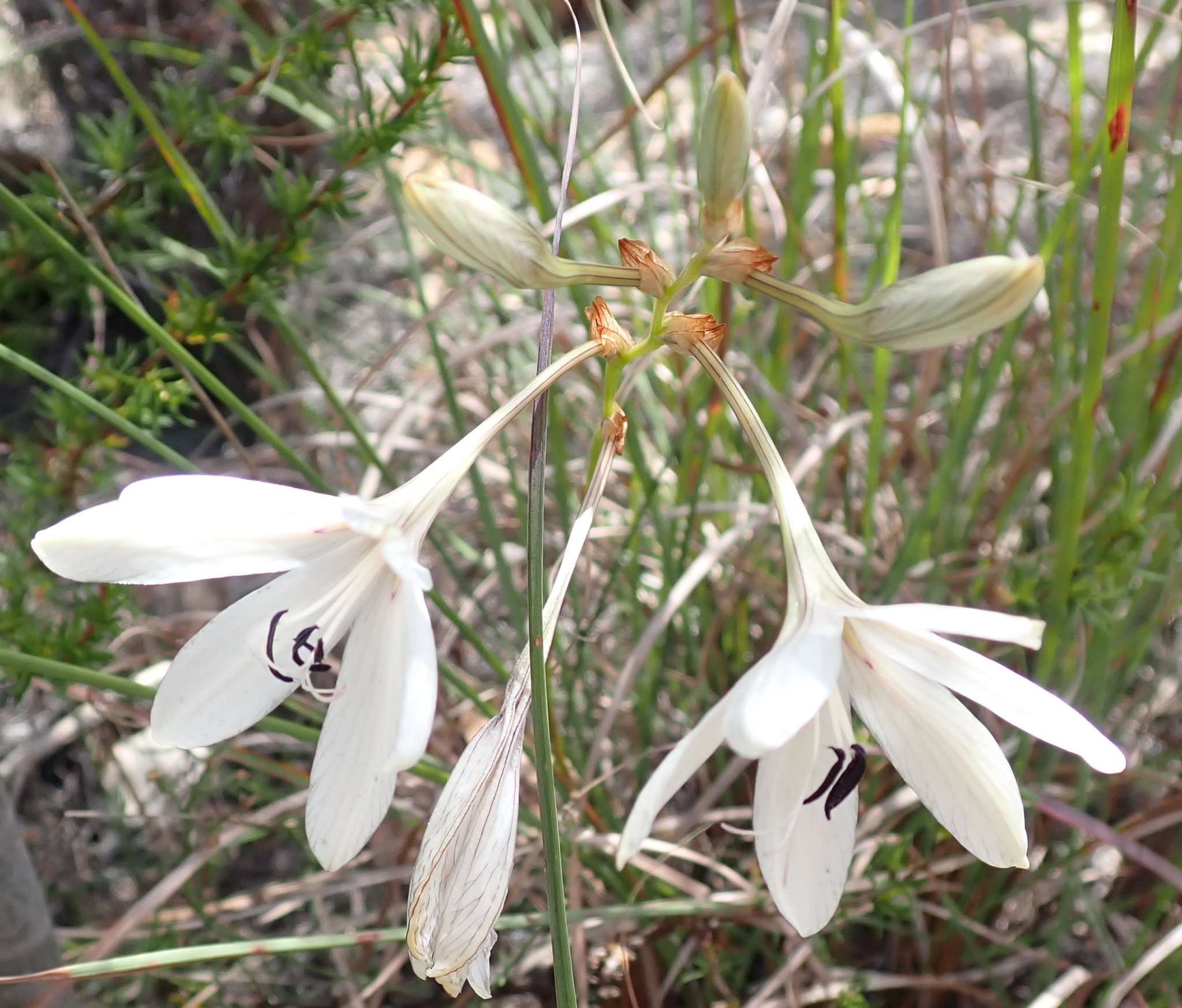 Tritonia bakeri subsp. bakeri