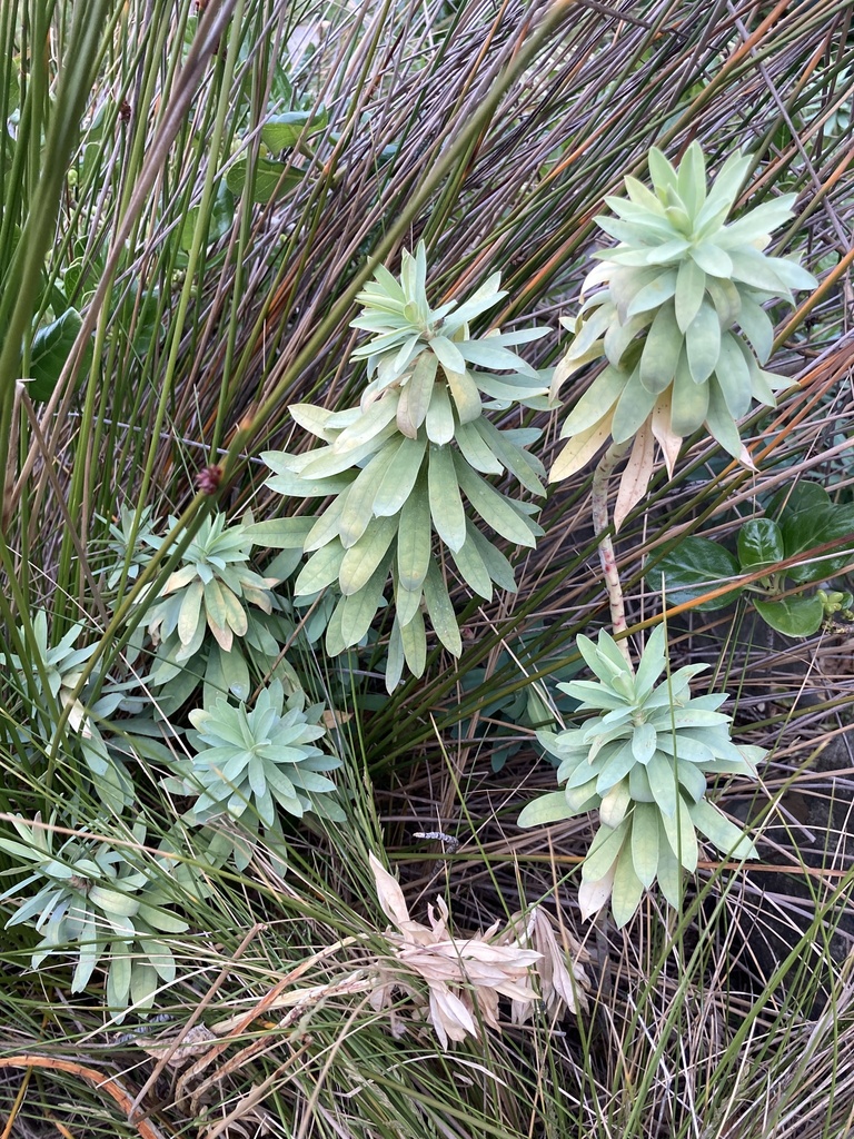 Shore Spurge from Te Ika-a-Māui/North Island, Wellington, Wellington ...
