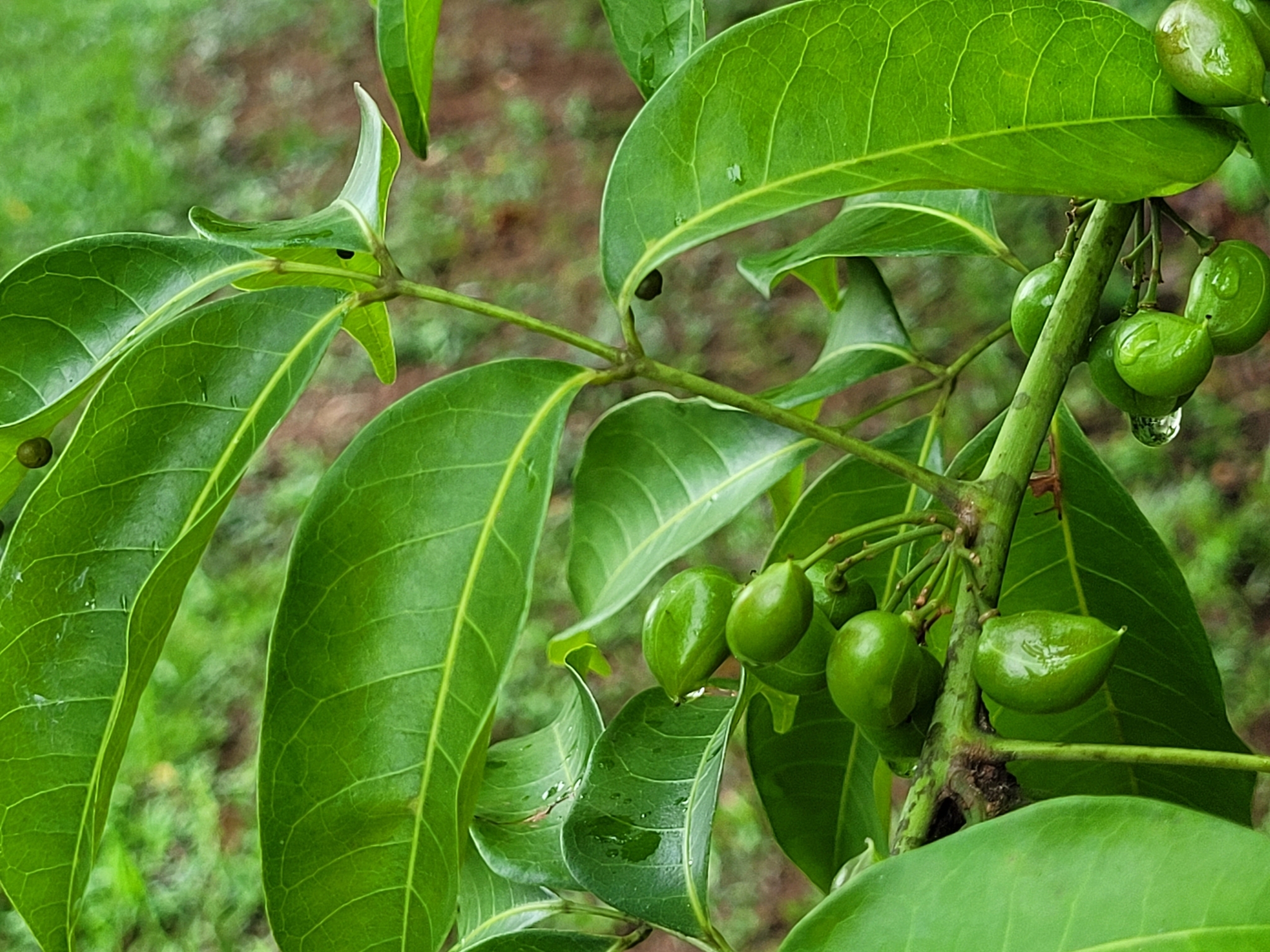 Protium heptaphyllum (Aubl.) Marchand