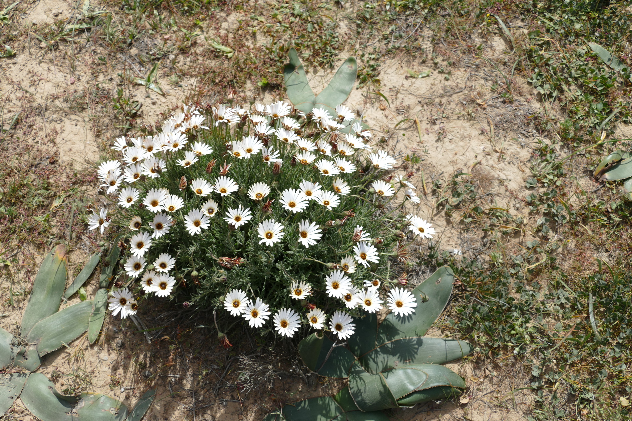 Dimorphotheca nudicaulis (L.) DC.