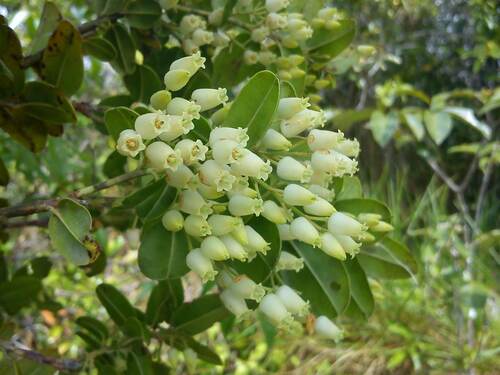 Agarista revoluta · iNaturalist