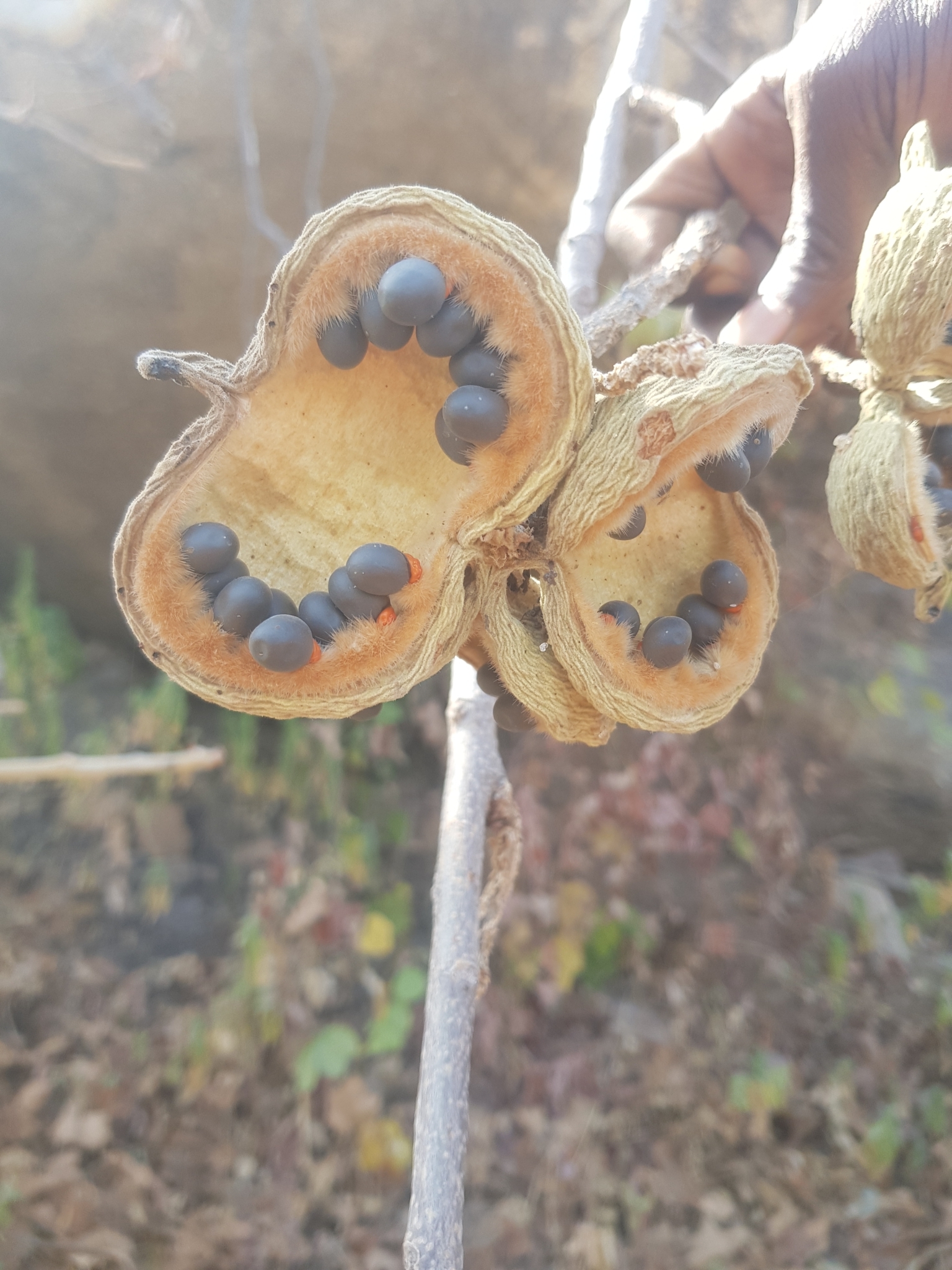 Sterculia setigera Delile