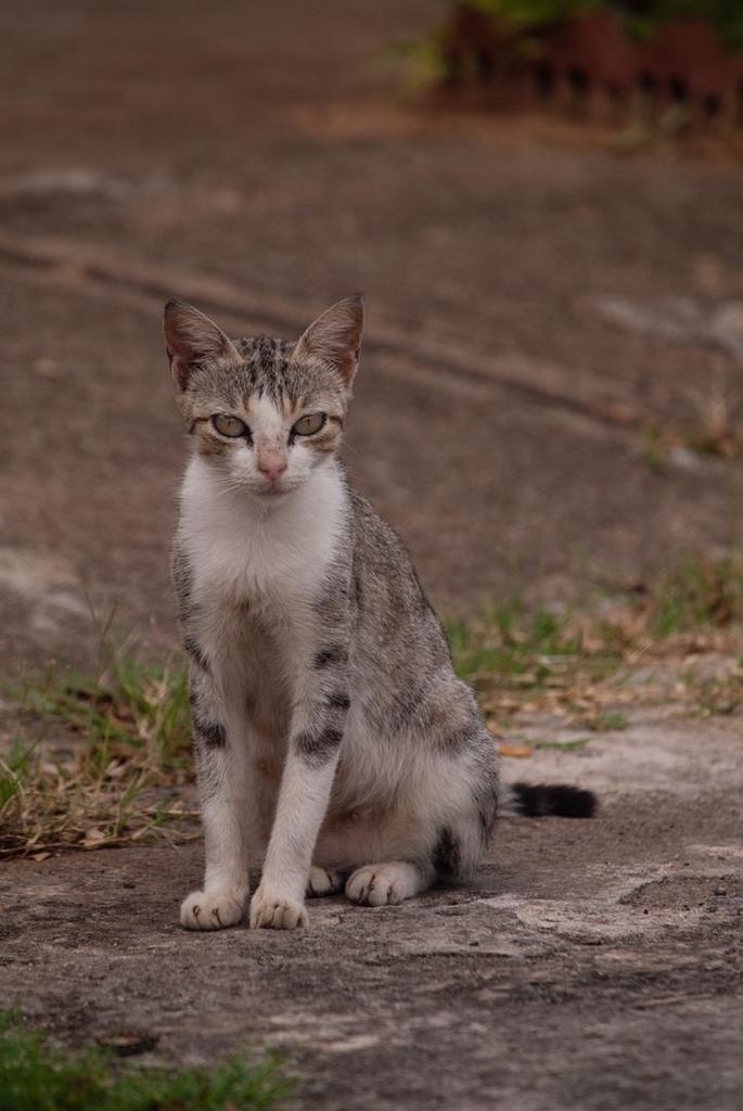 Domestic Cat from Yara Yara II on November 2, 2022 at 06:34 PM by ...