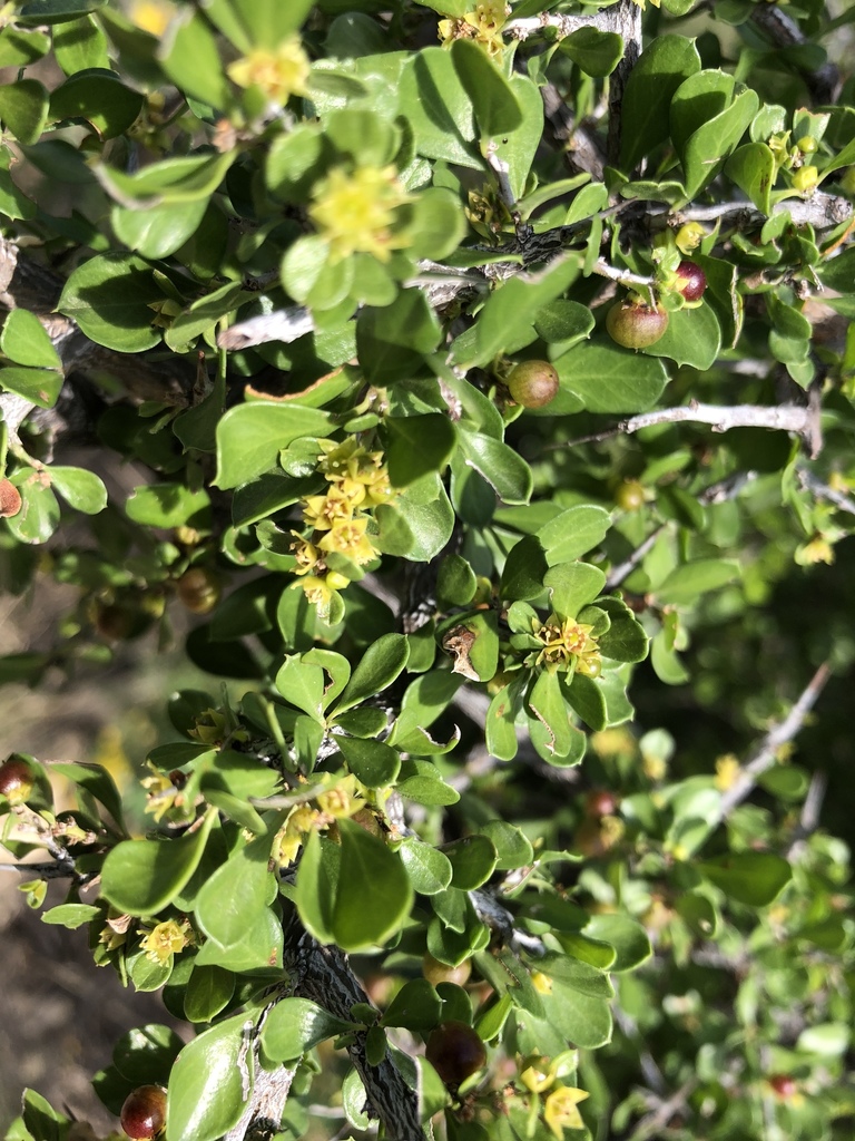 Green Condalia from 78833, Camp Wood, TX, US on August 28, 2018 at 10: ...