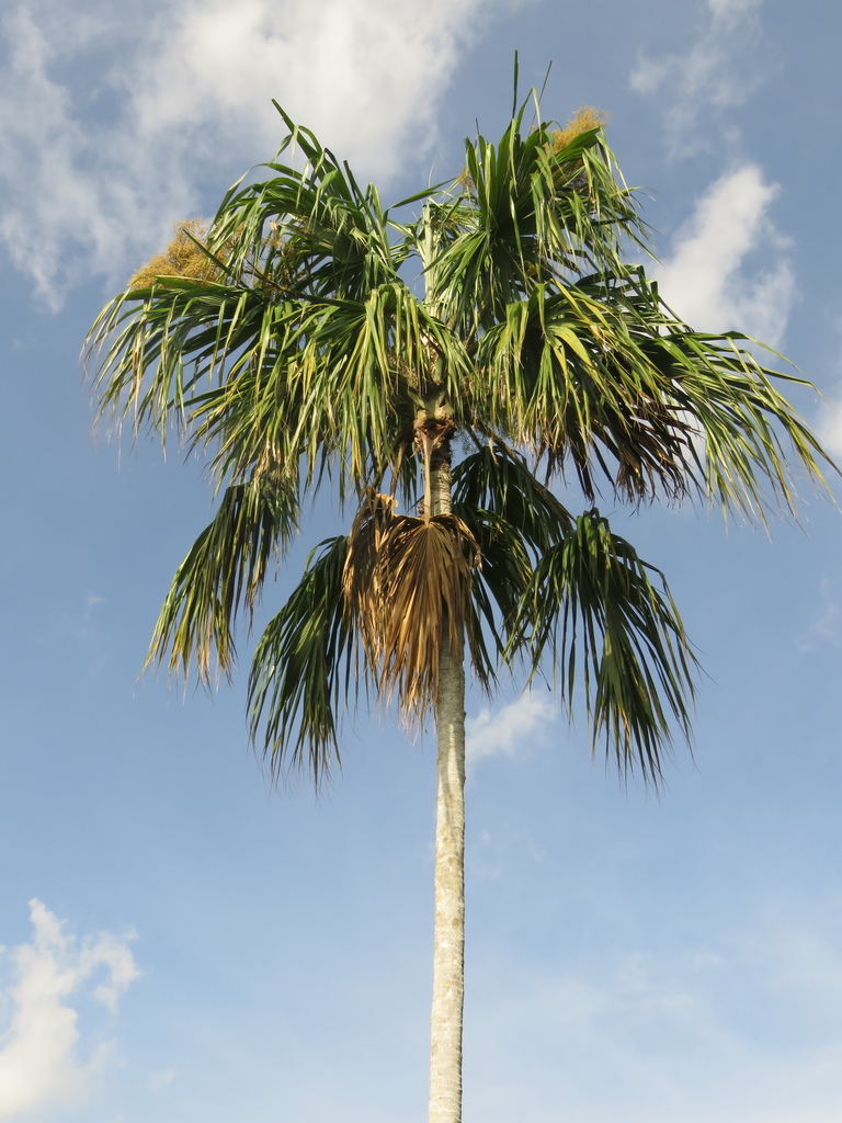 Sabal mauritiiformis (Guía de observación del Parque Lineal de la Frontera) · iNaturalist