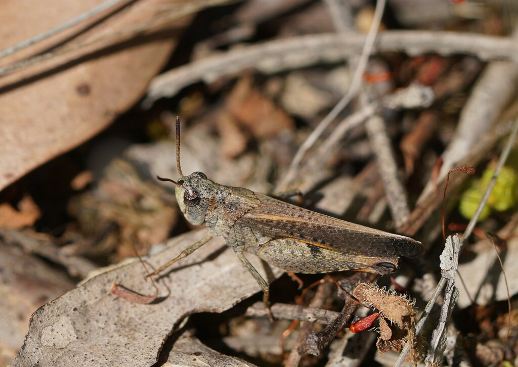 Golden Bandwing from Darriman VIC 3851, Australia on November 05, 2022 ...