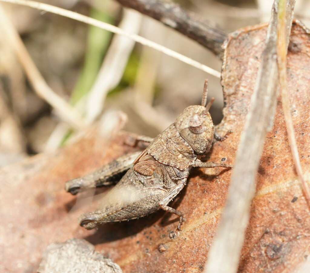 Short-winged Heath Grasshopper from Darriman VIC 3851, Australia on ...