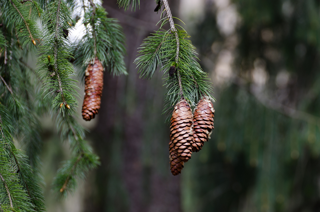Morinda spruce from Pisang 33500, Nepal on April 18, 2019 at 04:39 AM ...